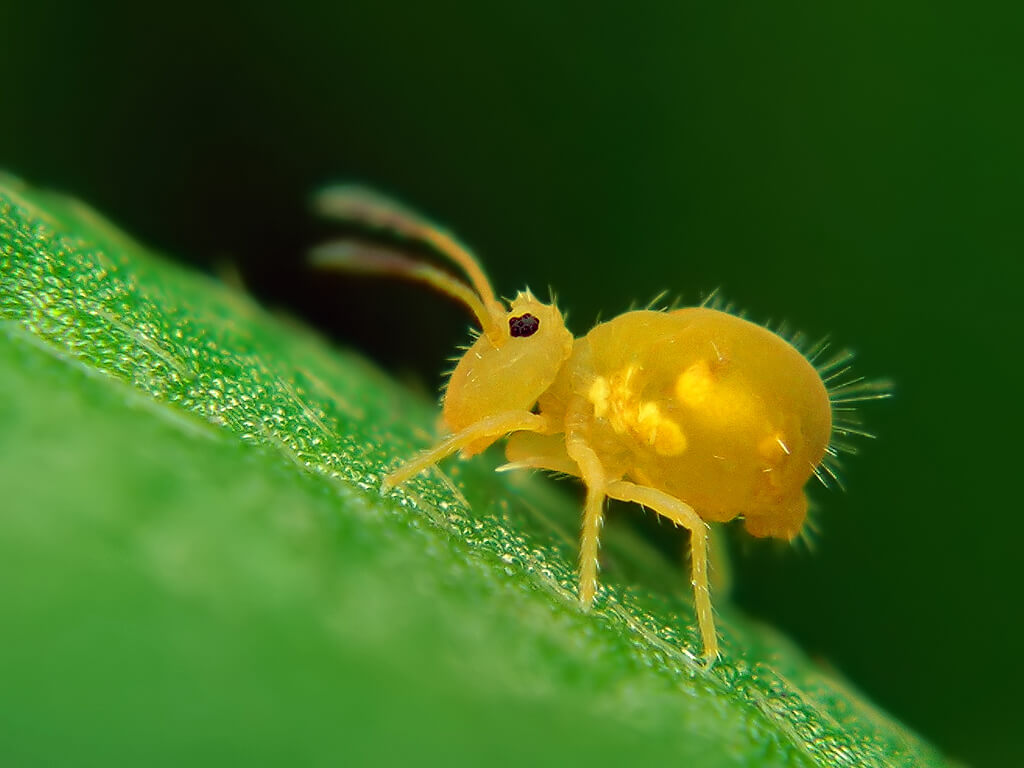 Springtails: What Are They & How To Identify Them | EarlyExperts